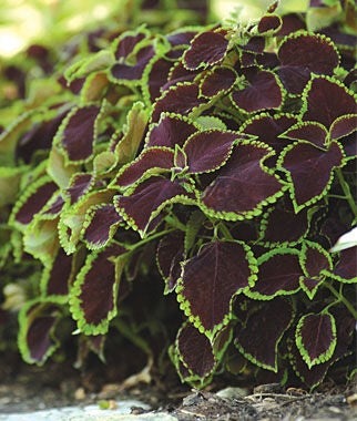Coleus ColorBlaze 'Chocolate Drop' - Proven Winners® | Floral & Hardy ...