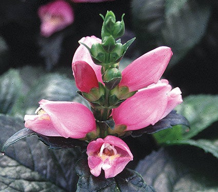 Turtlehead 'Hot Lips' | Floral & Hardy of Skippack