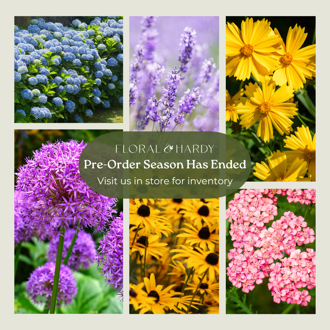 Supertunia 'Raspberry Rush' - Proven Winners® | Floral & Hardy of Skippack