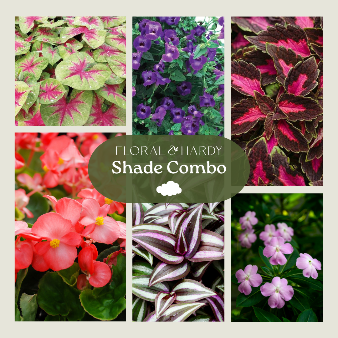 Shade Garden Combo | Floral & Hardy of Skippack