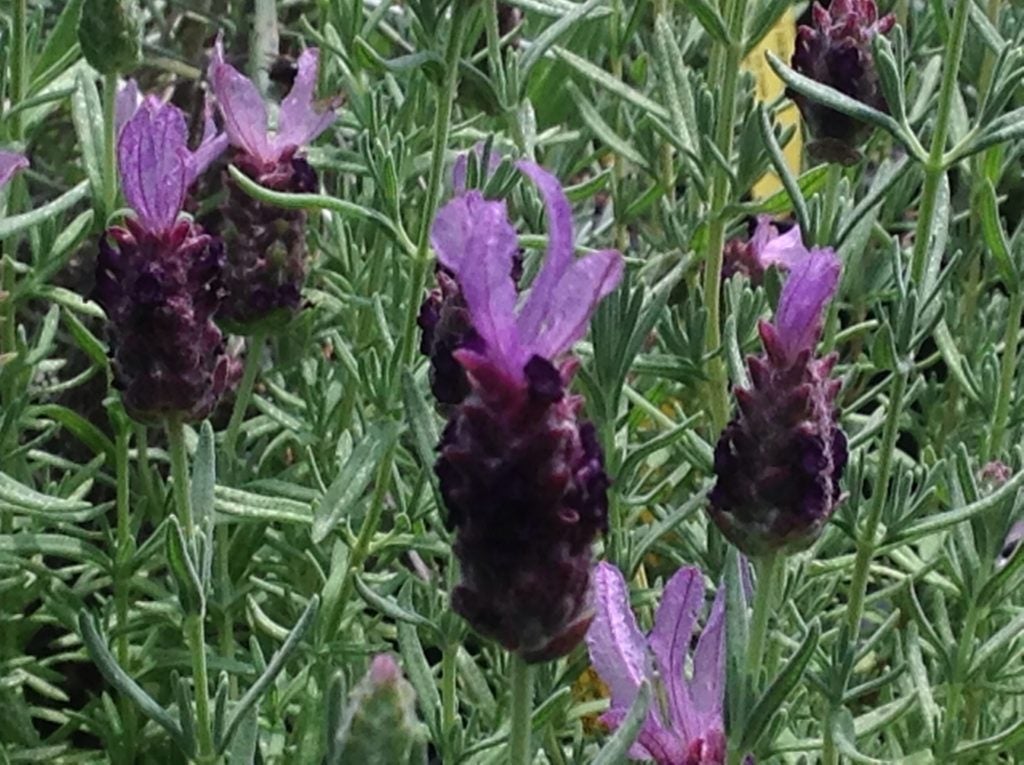 Lavender Blueberry Ruffles | Floral & Hardy of Skippack