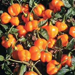 Pepper 'Orange Blaze' | Floral & Hardy of Skippack