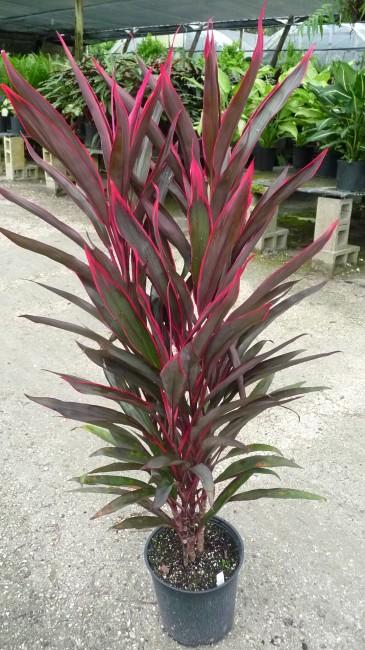 Cordyline Red Pepper | Floral & Hardy of Skippack