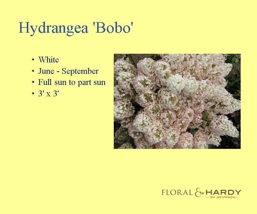Hydrangea 'Bobo' | Floral & Hardy of Skippack