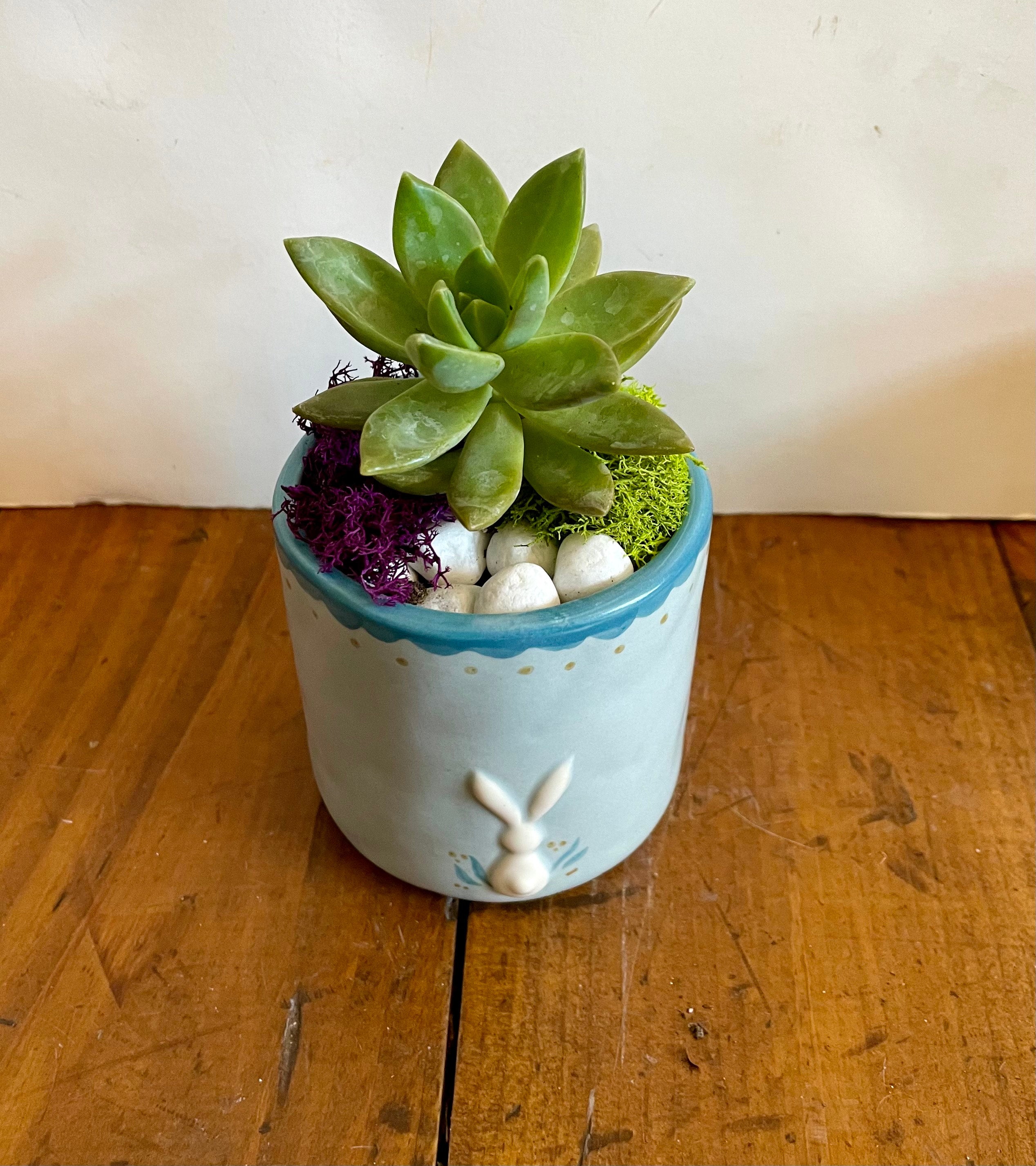 Succulent - Bunny Pot | Floral & Hardy of Skippack