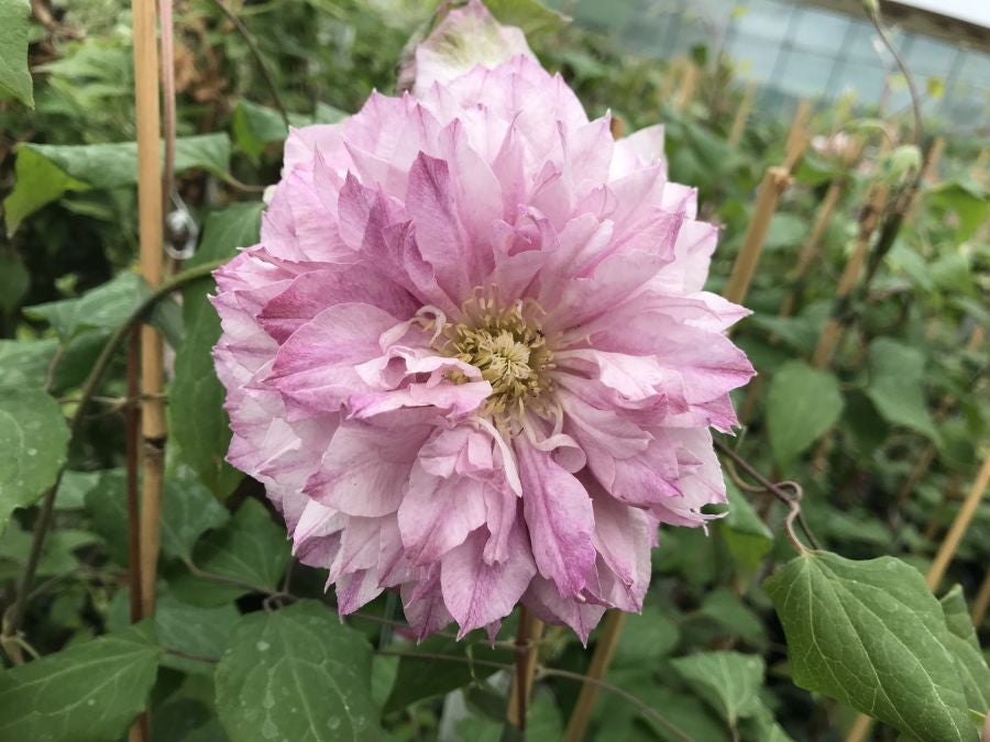 Clematis 'Paticia Ann Fretwell' | Floral & Hardy of Skippack