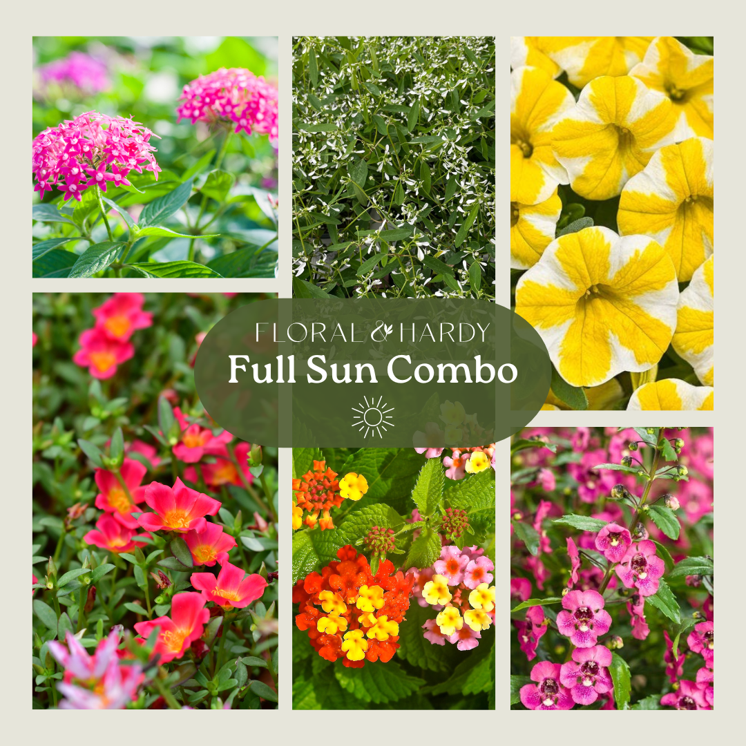 Full Sun Combo | Floral & Hardy of Skippack